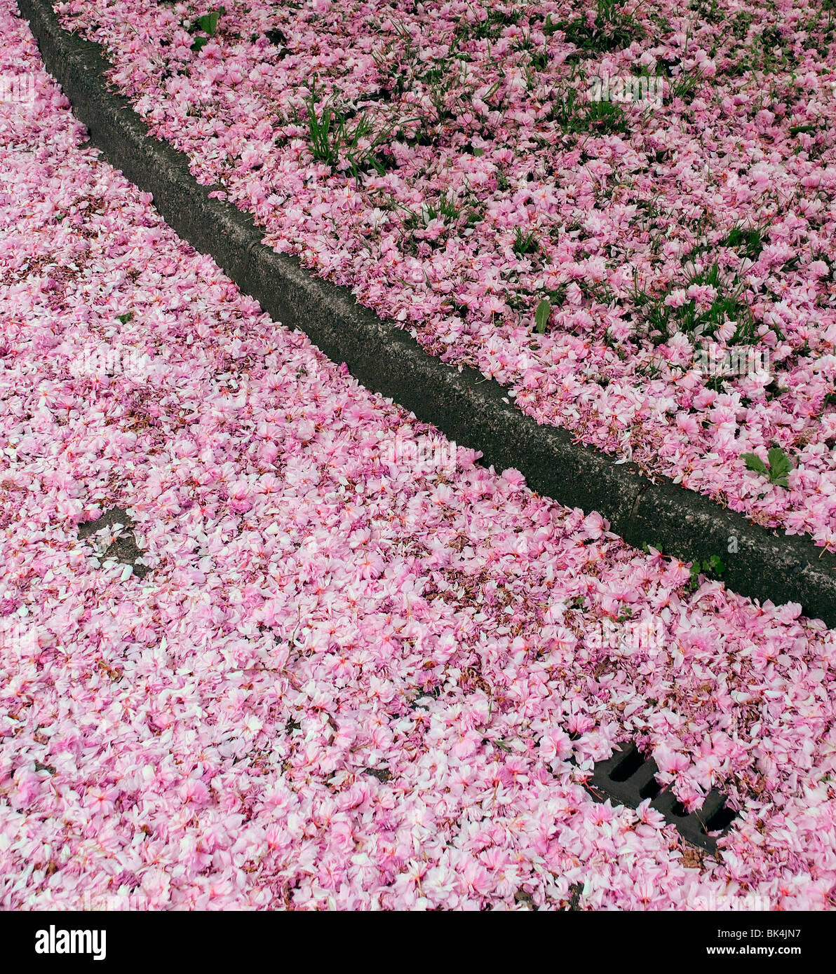 Curbside beauty hi-res stock photography and images - Alamy