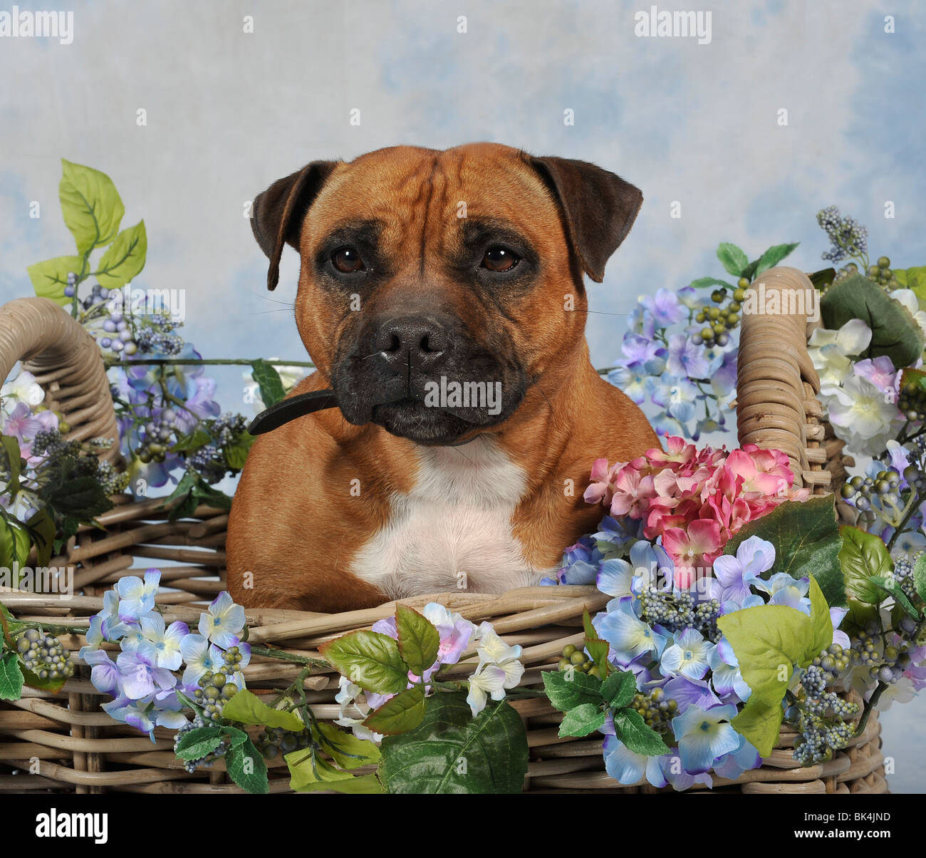 staffordshire bull terrier, red, in flowers, UK Stock Photo - Alamy