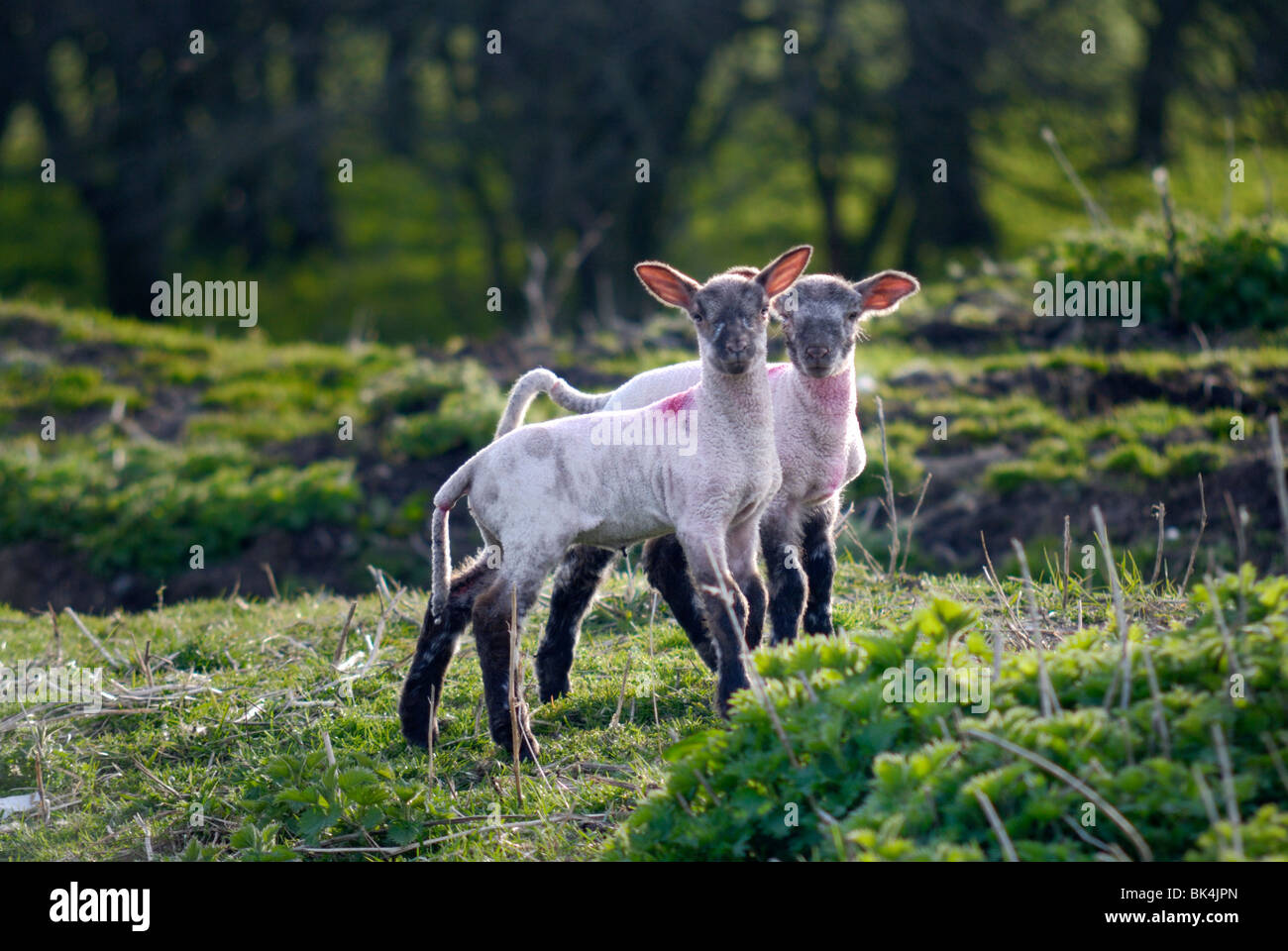 Two newly born lambs in a field Stock Photo - Alamy