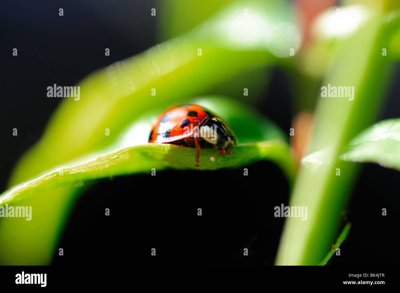 Spotted ladybug upon green leaf Stock Photo - Alamy