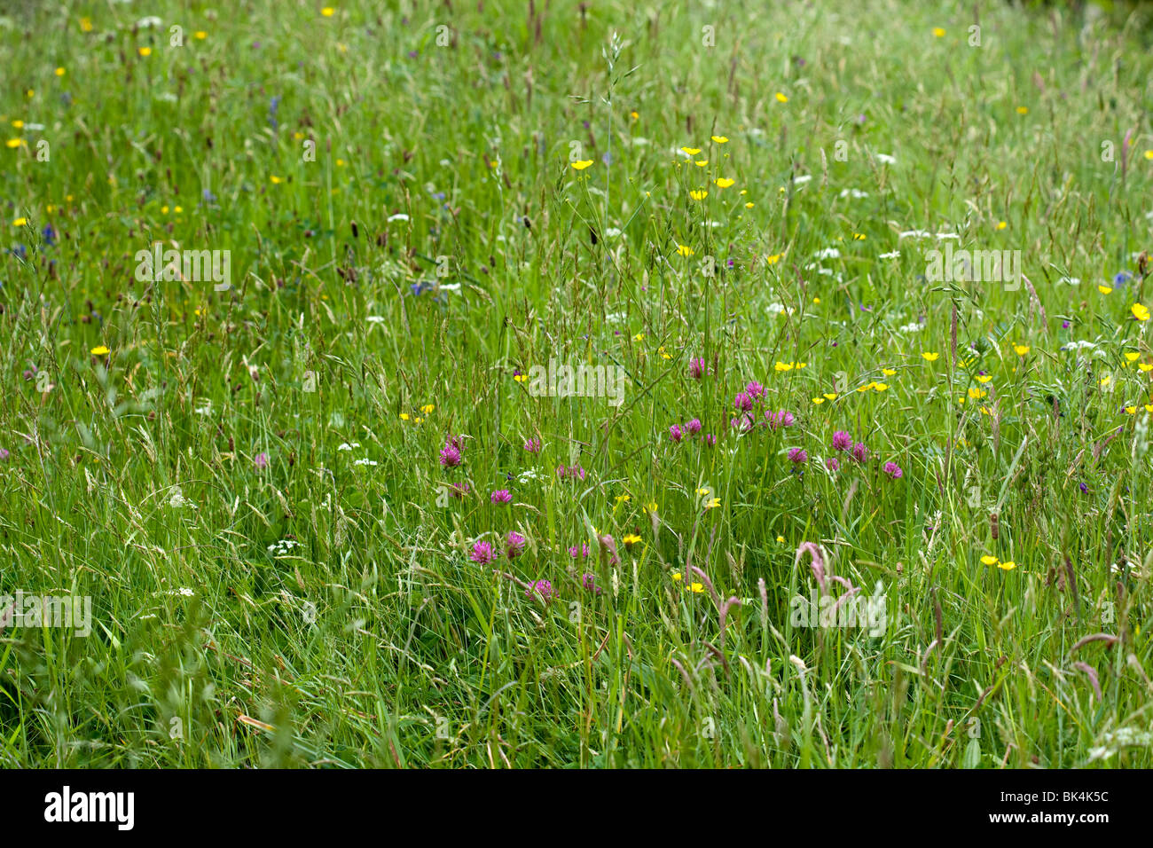 Meadow green grasses landscape hi-res stock photography and images - Alamy