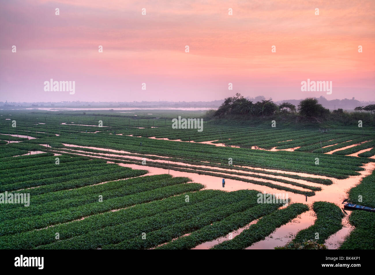Rice Paddy fields in the country side outside Phnom Penh Cambodia Stock ...