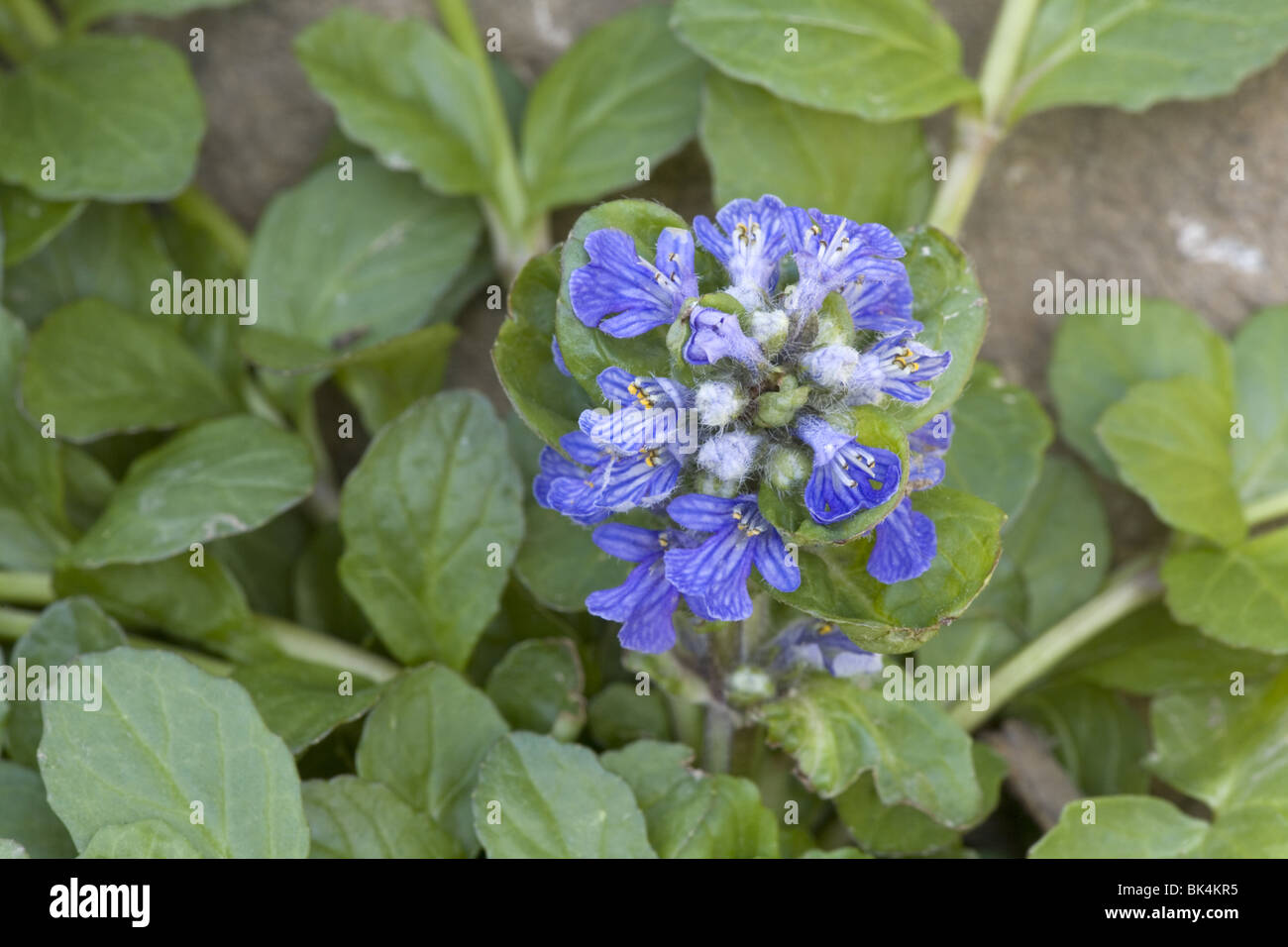 Carpet bugleweed hi-res stock photography and images - Alamy