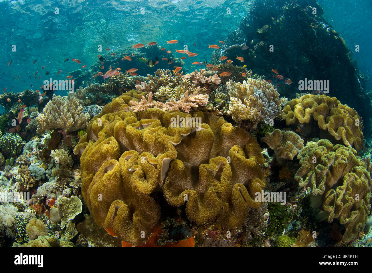 Komodo national park coral hi-res stock photography and images - Alamy