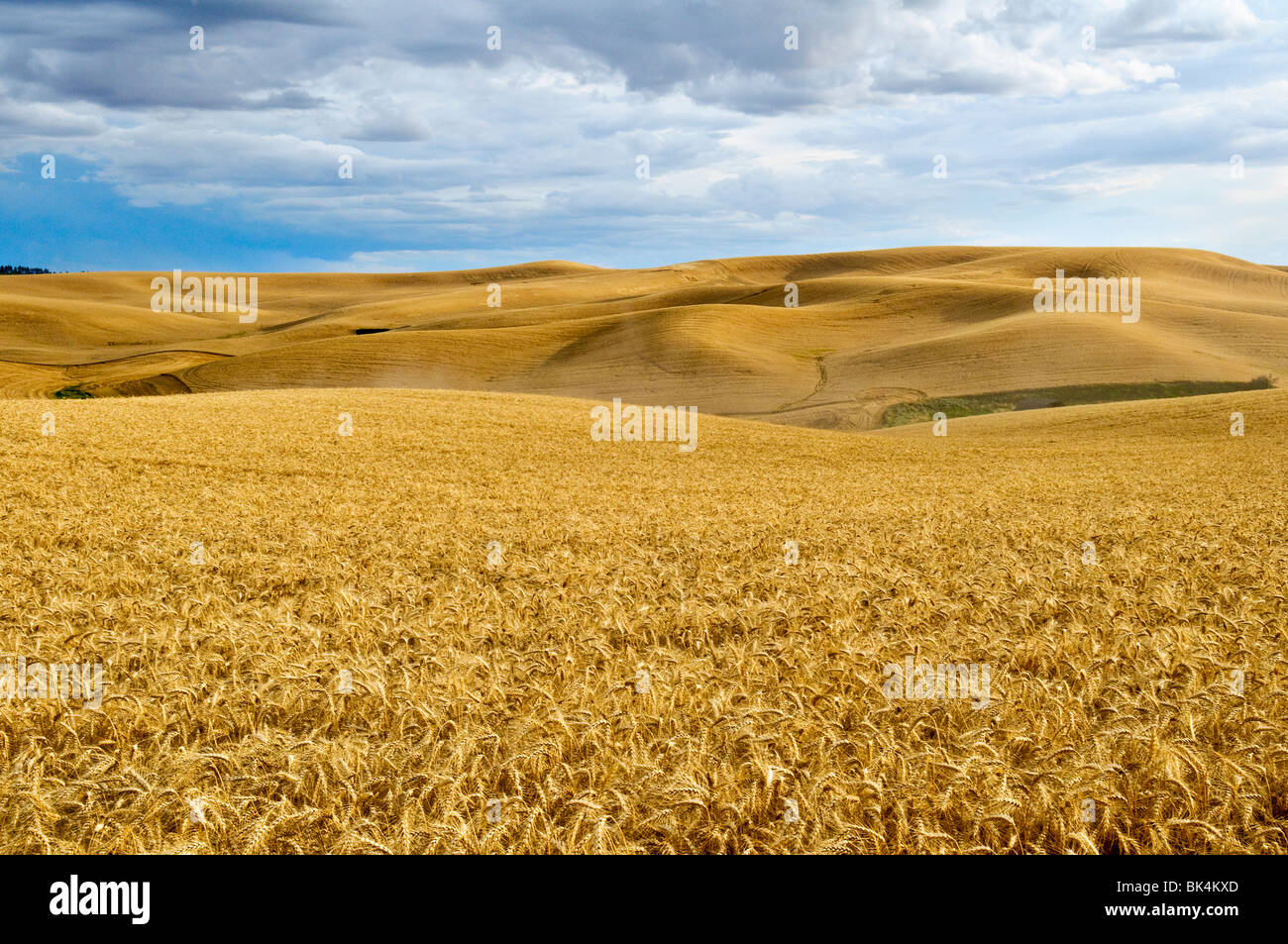 Hills of the Palouse region of Washington with mature crops of wheat ...