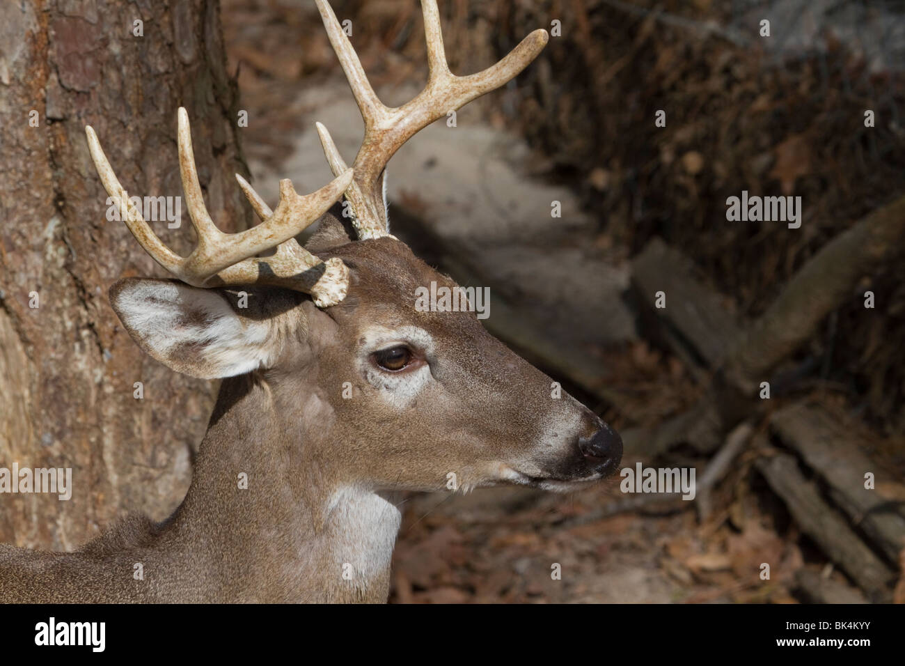 Virginia deer hi-res stock photography and images - Alamy