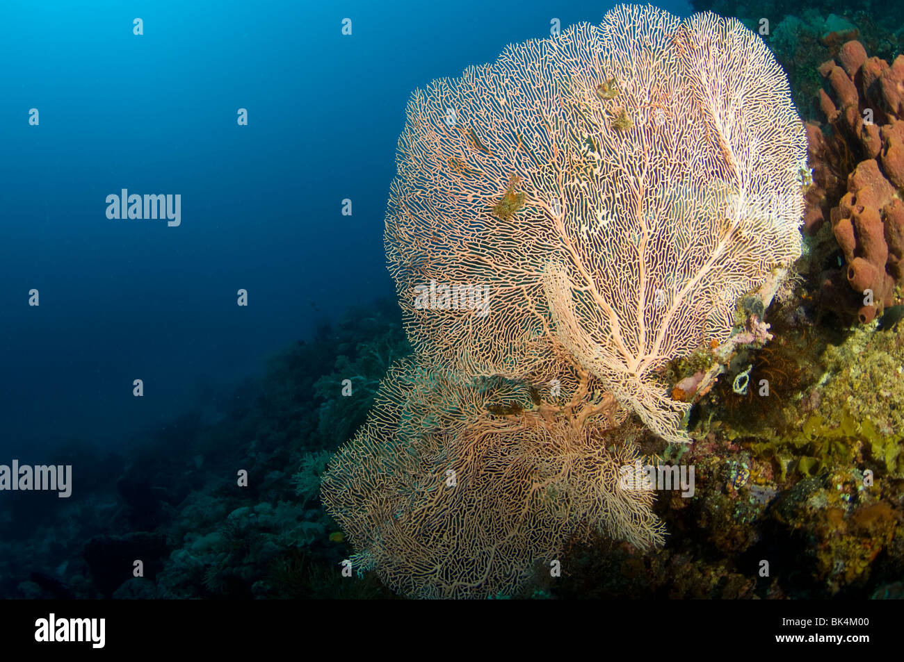 Sea fan on tropical coral reef, Sabolo Kecil Island, Komodo National ...
