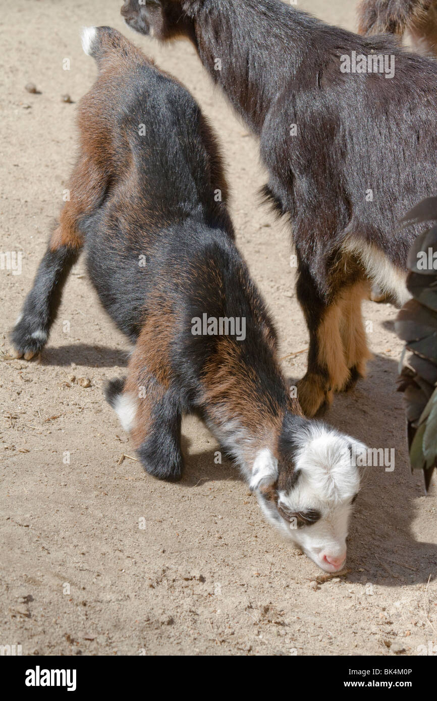 Baby goat at the farm yard Stock Photo - Alamy
