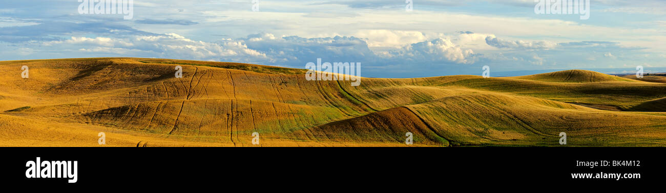 Hills of the Palouse region of Washington with mature crops of wheat ...
