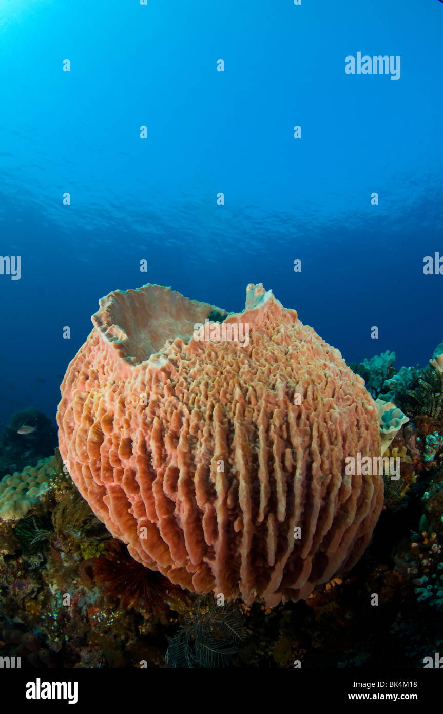 Barrel sponge hi-res stock photography and images - Alamy
