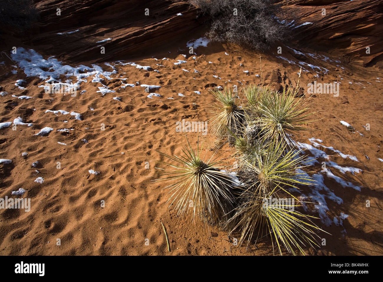 Yucca plants in arizona hi-res stock photography and images - Alamy