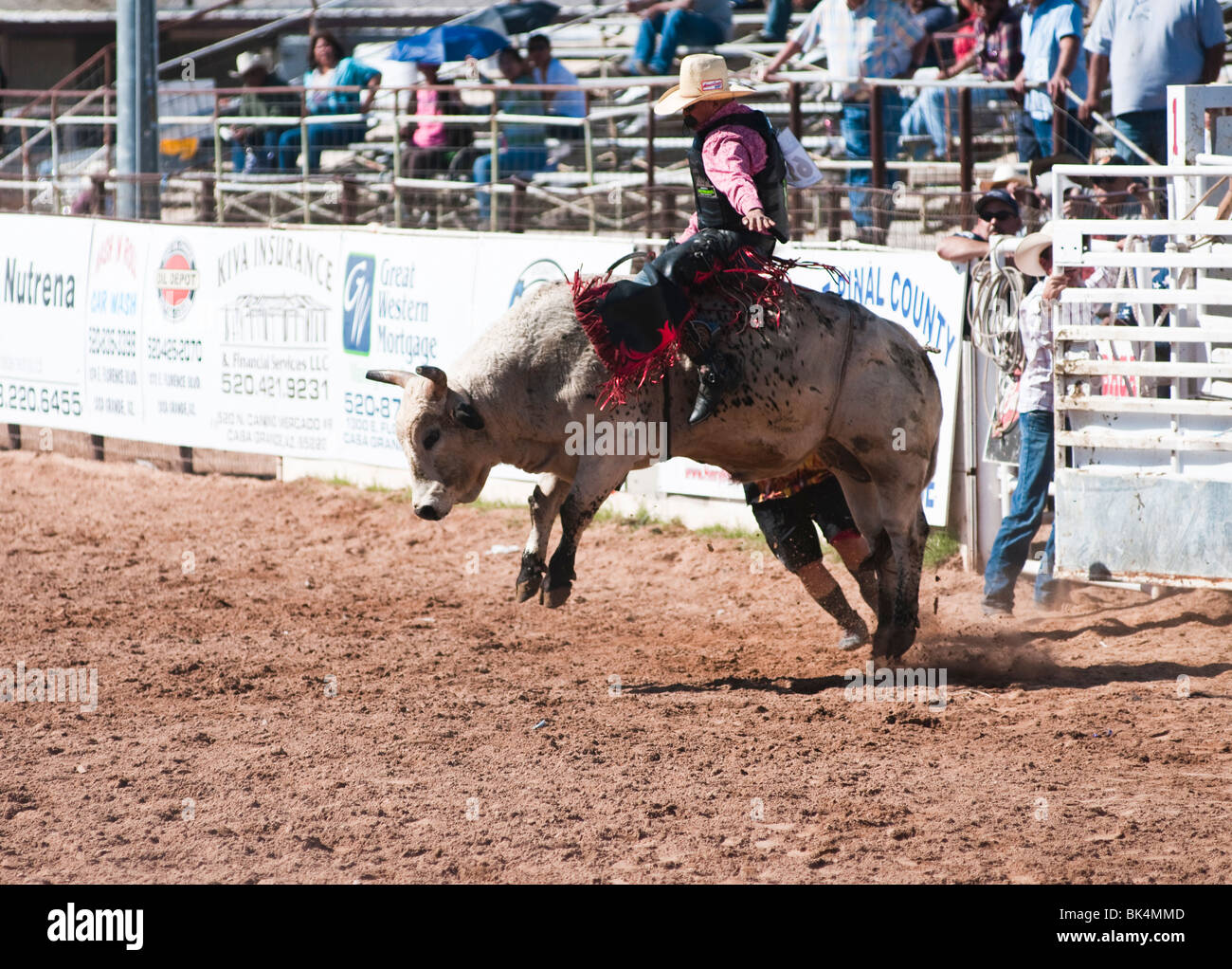 a cowboy competes in the bull riding event during the O'Odham Tash all ...