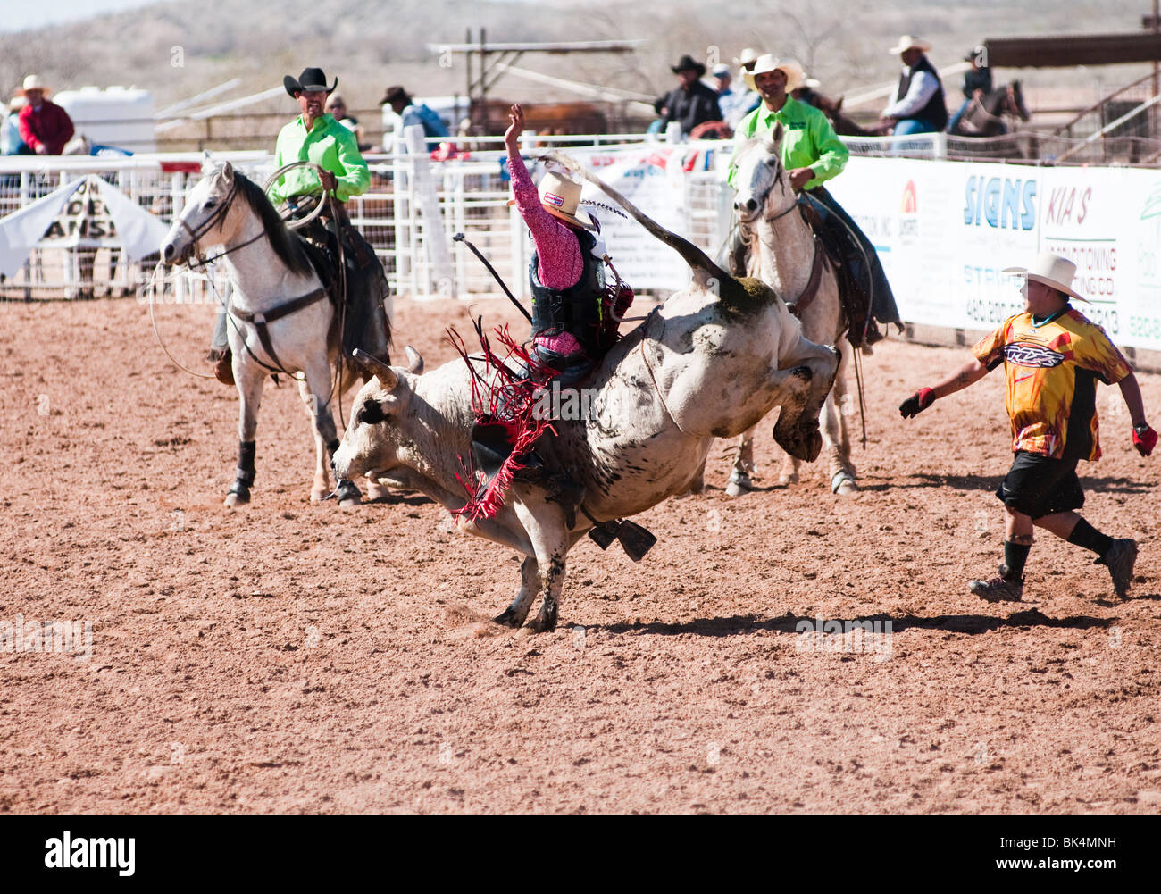 a cowboy competes in the bull riding event during the O'Odham Tash all ...