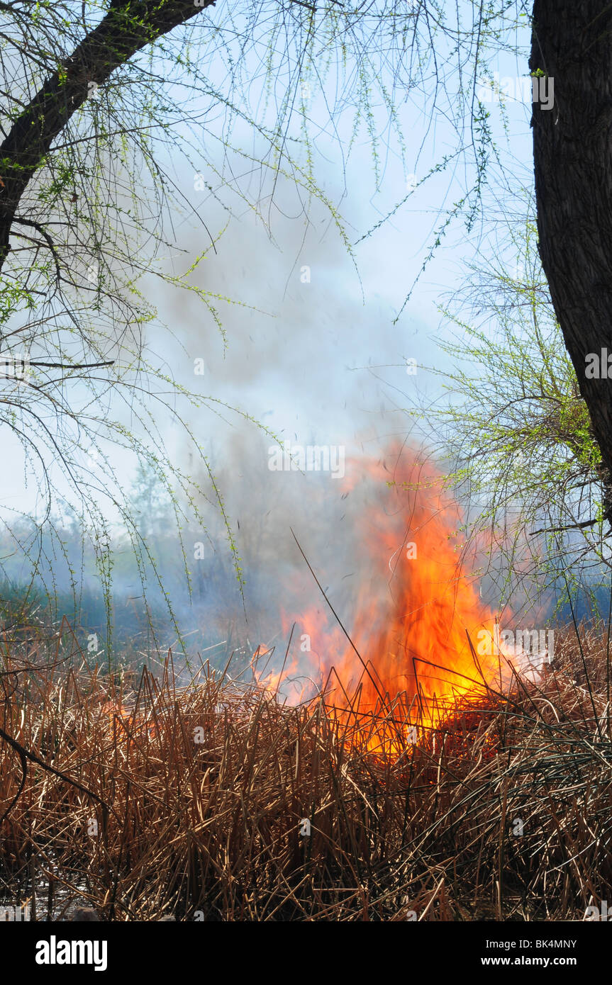 A controlled burn is conducted for mosquito abatement in the Sonoran ...