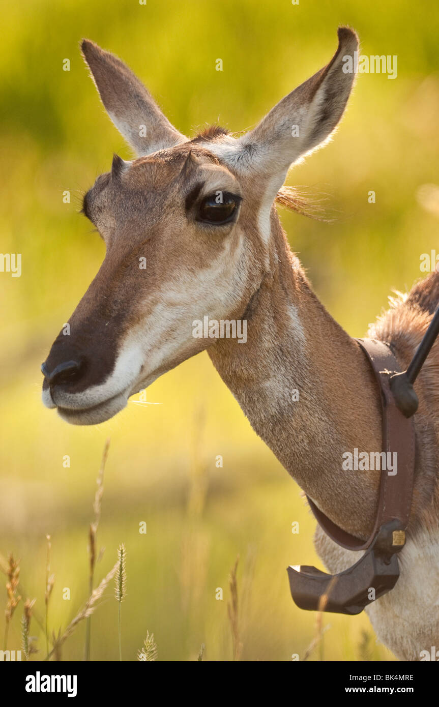 Pronghorn antelope doe hi-res stock photography and images - Alamy