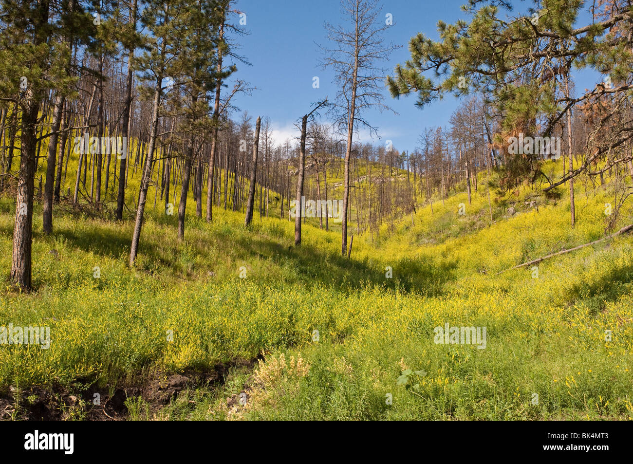 Yellow sweet clover, Melilotus officinalis, among Ponderosa pine trees ...