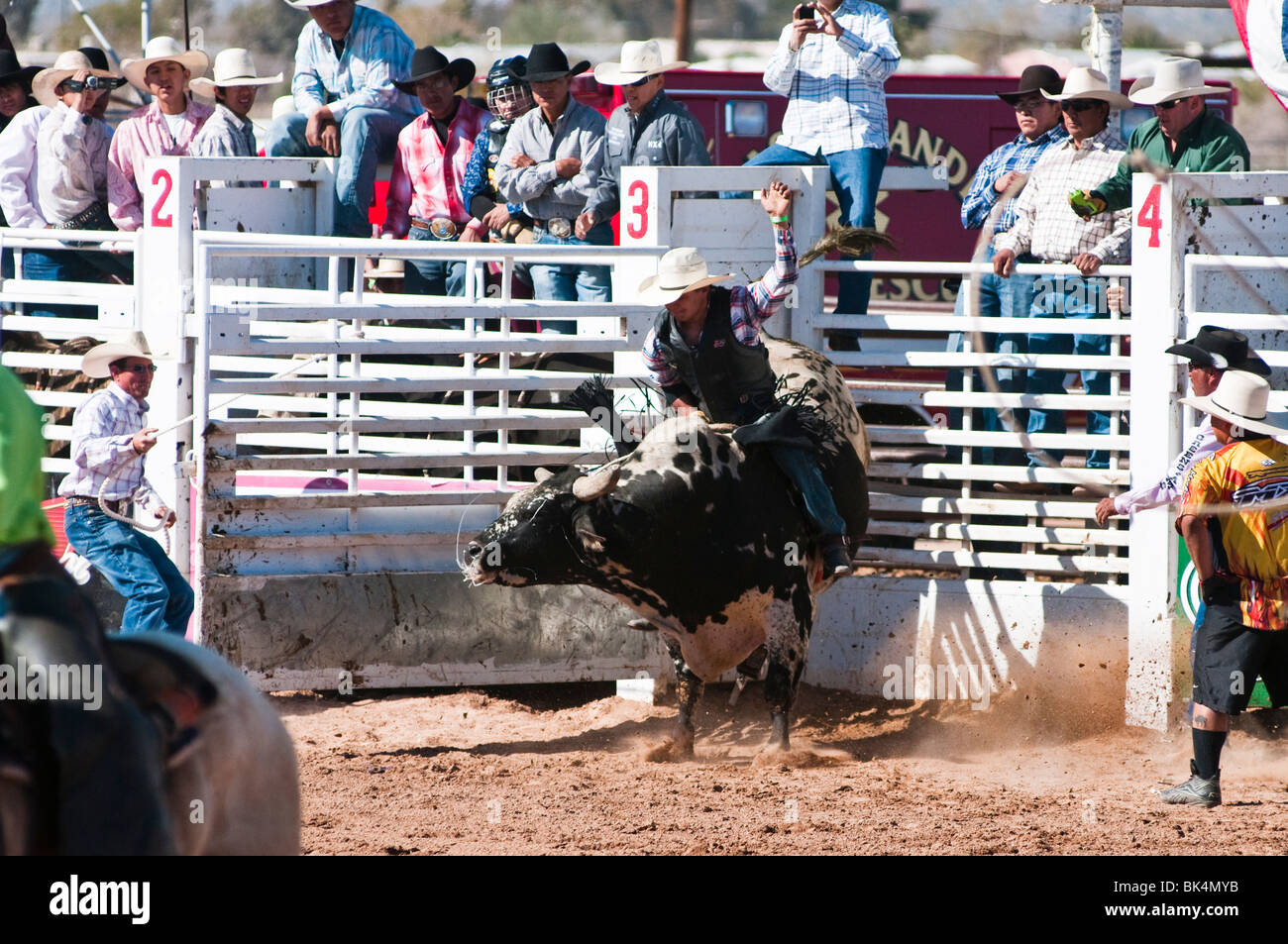 a cowboy competes in the bull riding event during the O'Odham Tash all ...