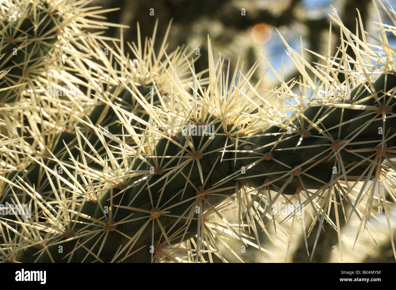 Cholla cactus barbs hi-res stock photography and images - Alamy
