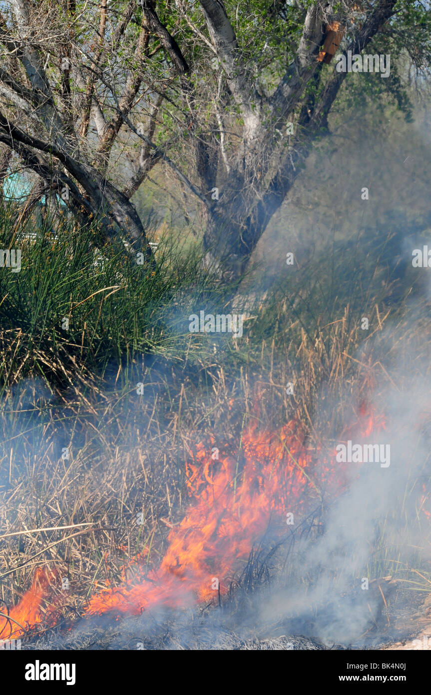 A controlled burn is conducted for mosquito abatement in the Sonoran ...