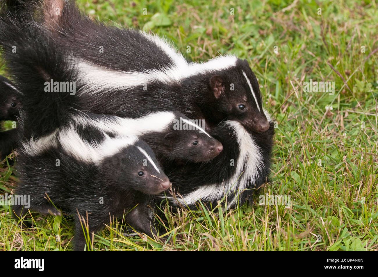 Striped skunk female with young, Mephitis mephitis, Minnesota, USA ...