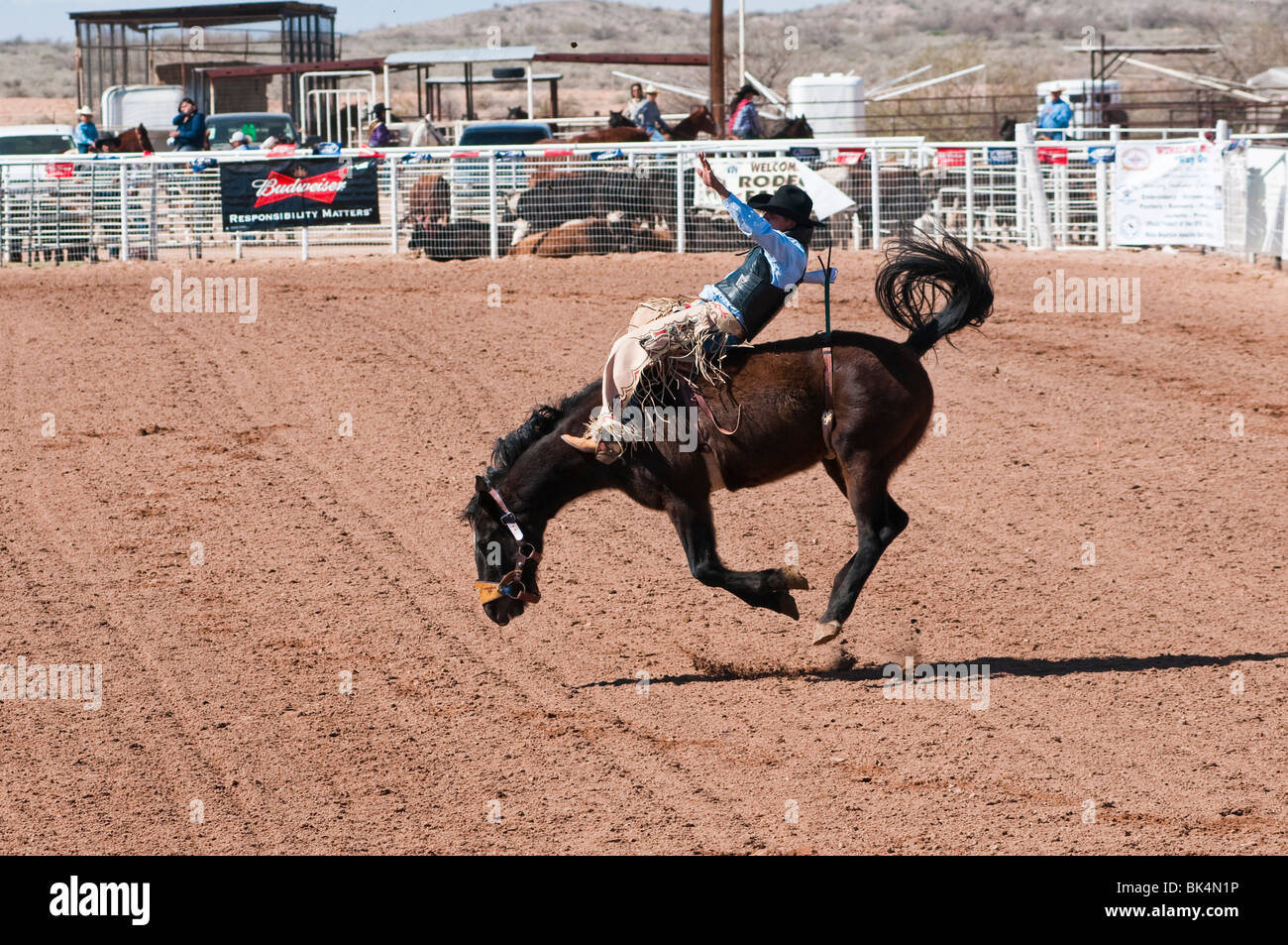 Bareback bronc riding hi-res stock photography and images - Alamy