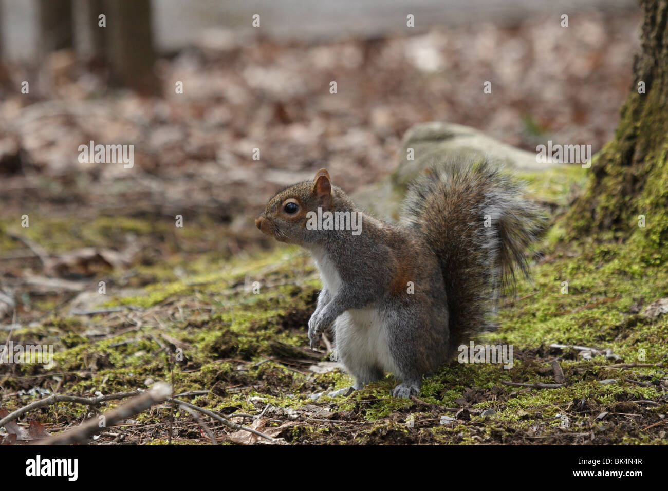 Tamiasciurus hudsonicus, Red Squirrel. Seen in the Great Smoky ...