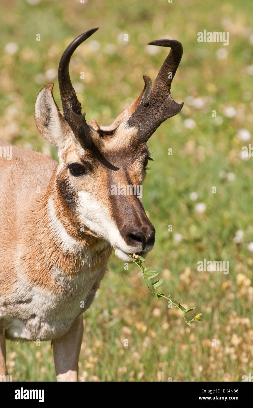 Pronghorn, Antilocapra americana, male, buck, antelope, Wind Cave ...