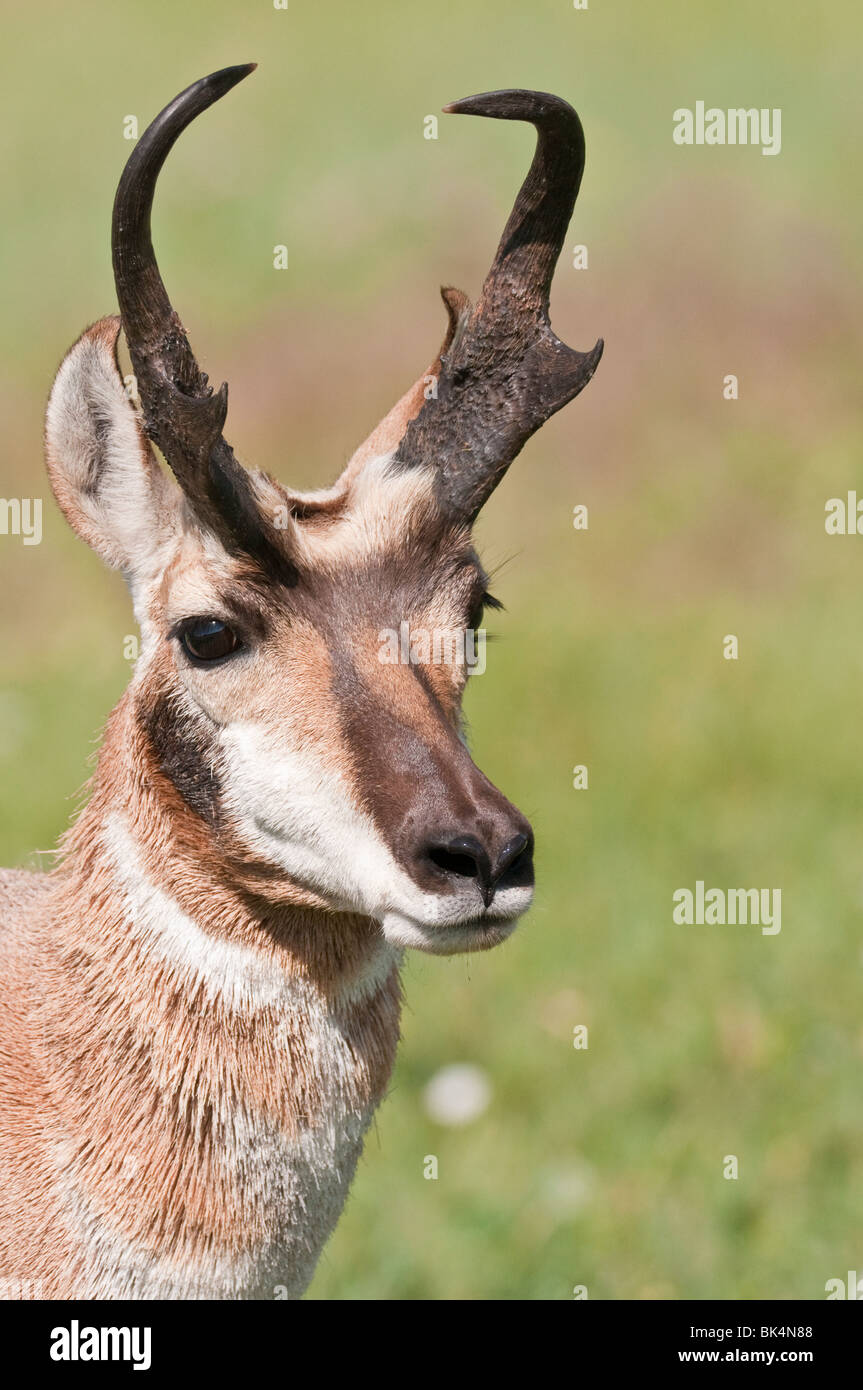 Pronghorn antelope hunting hi-res stock photography and images - Alamy