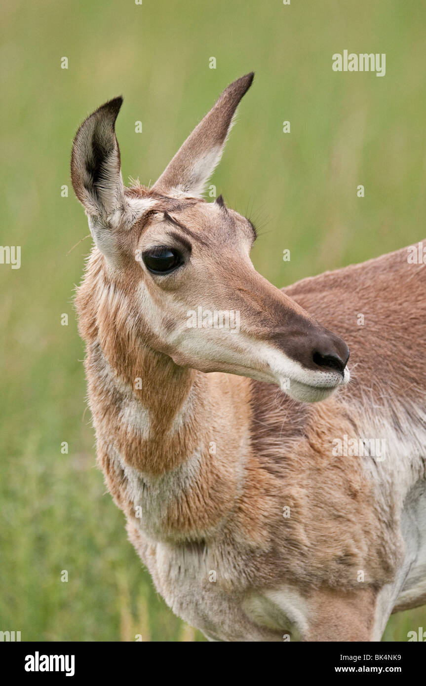 Pronghorn, Antilocapra americana, Custer State Park, South Dakota, USA ...