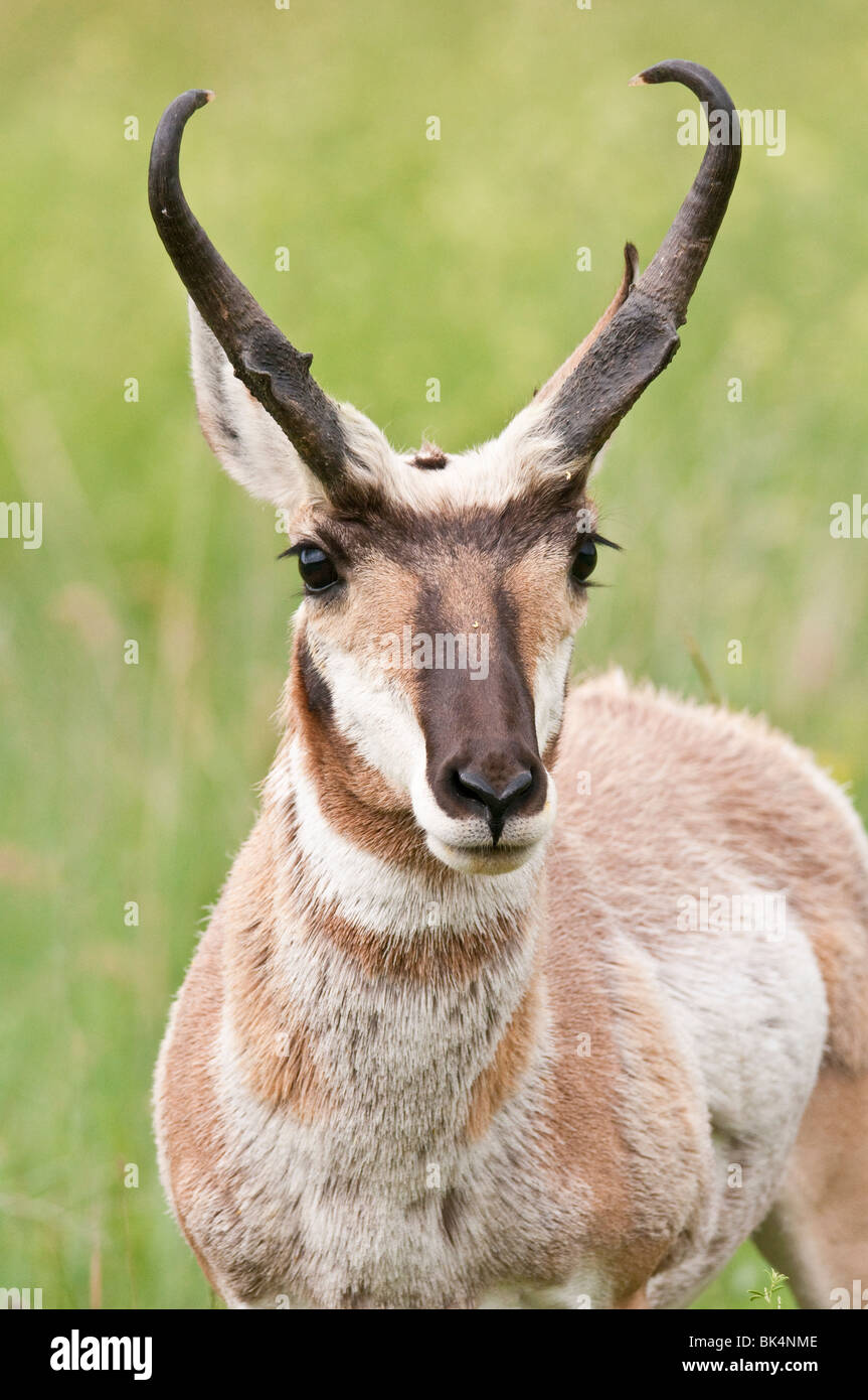 Pronghorn, Antilocapra americana, Custer State Park, South Dakota, USA ...