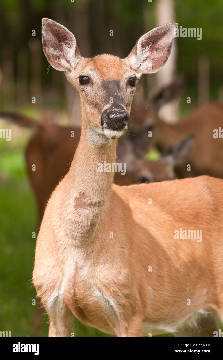 White tailed doe minnesota hi-res stock photography and images - Alamy