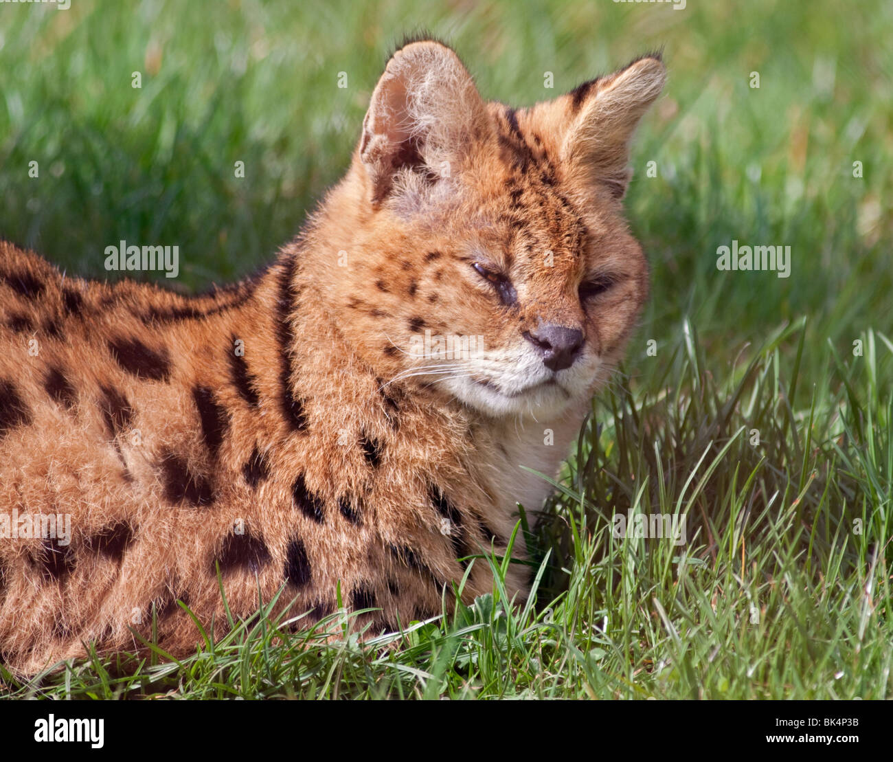 Serval leptailurus serval hi-res stock photography and images - Alamy