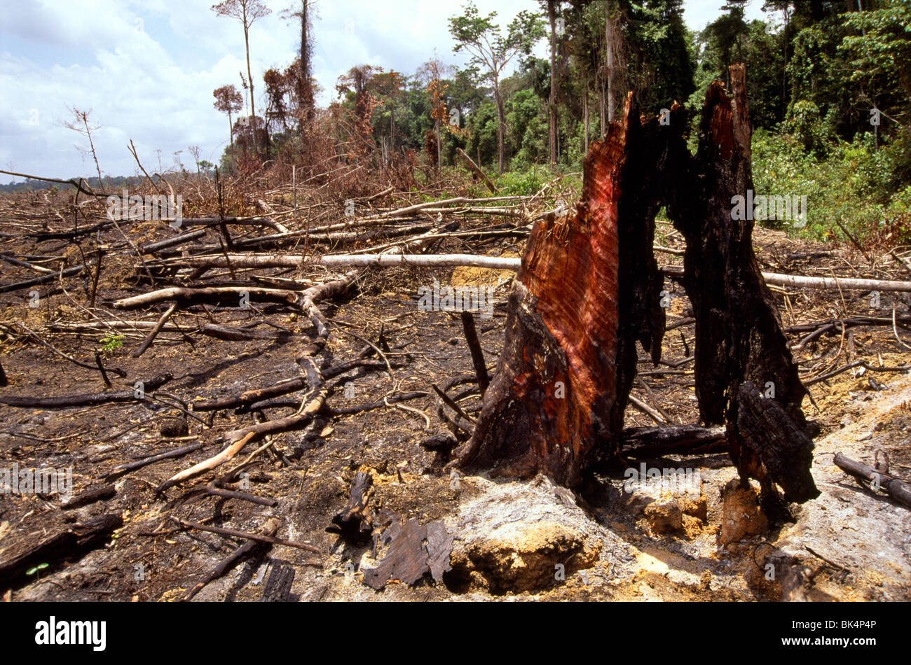 Cattle ranching deforestation hi-res stock photography and images - Alamy