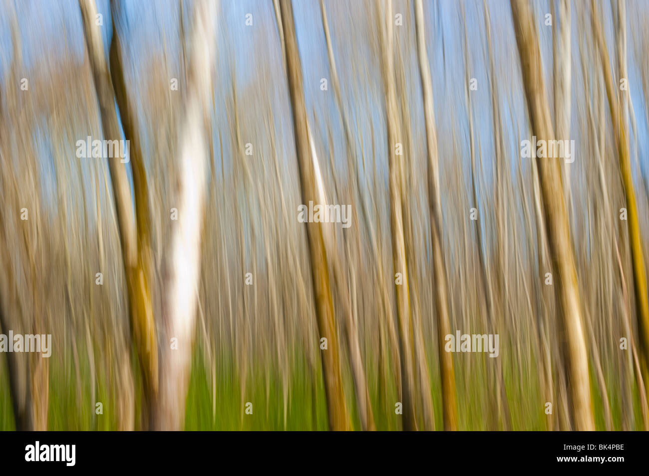 Birch tree abstract hi-res stock photography and images - Alamy