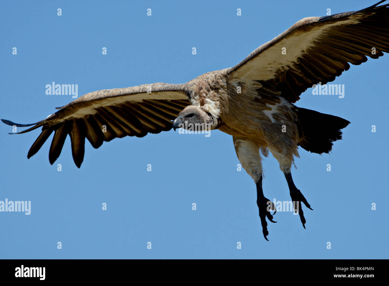 African white-backed vulture (Gyps africanus) on final approach, Masai ...