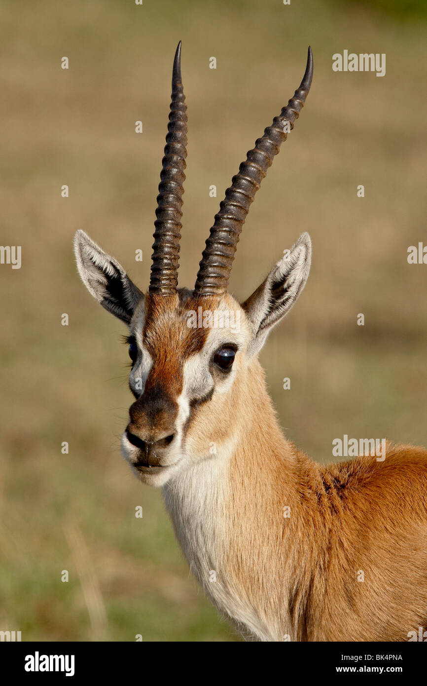 Male Thomsons Gazelle (Gazella thomsonii), Masai Mara National Reserve ...