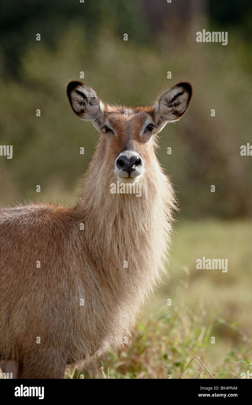 Female Defassa Waterbuck (Kobus ellipsiprymnus defassa), Masai Mara ...
