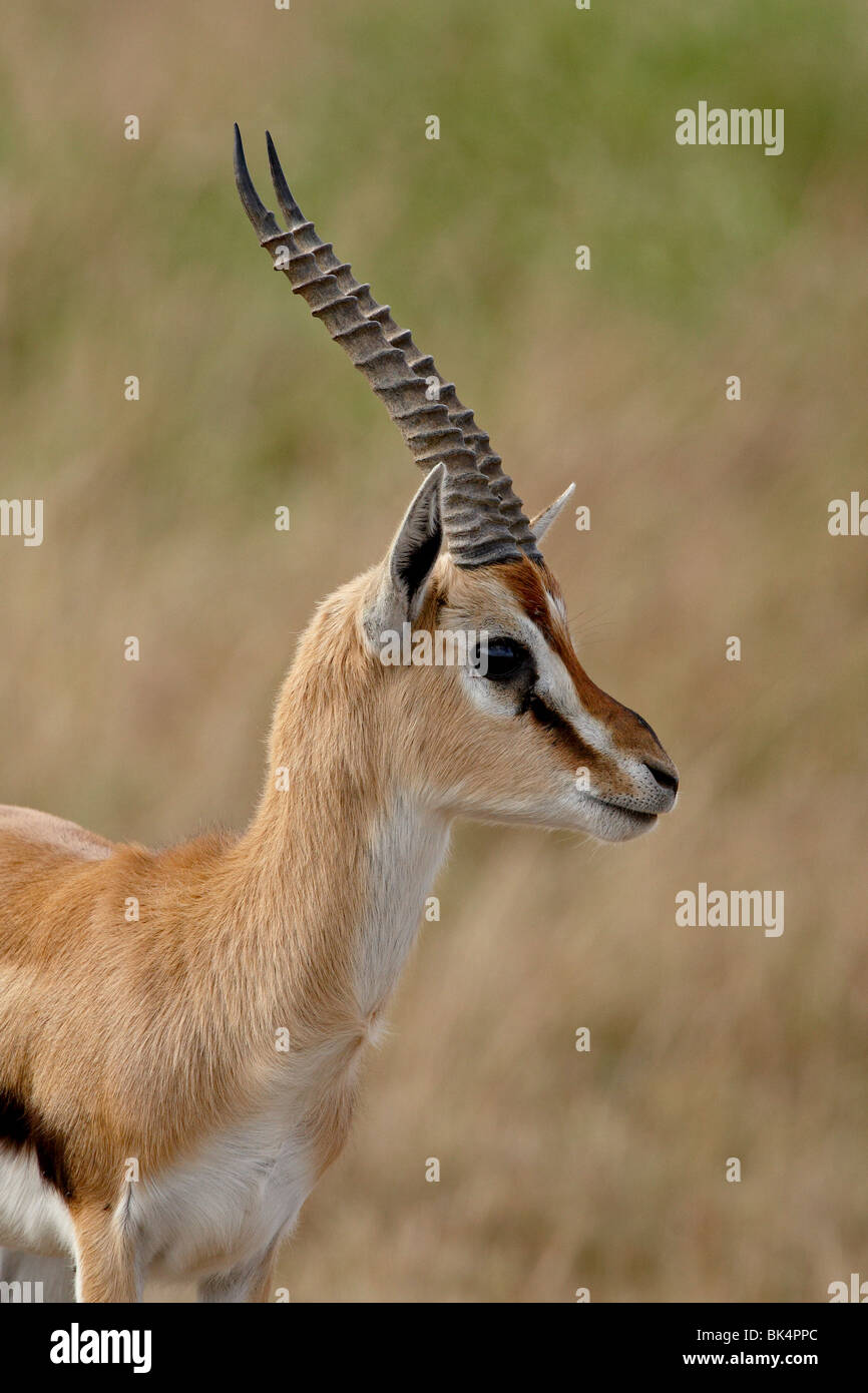 Male Thomsons Gazelle (Gazella thomsonii), Masai Mara National Reserve ...