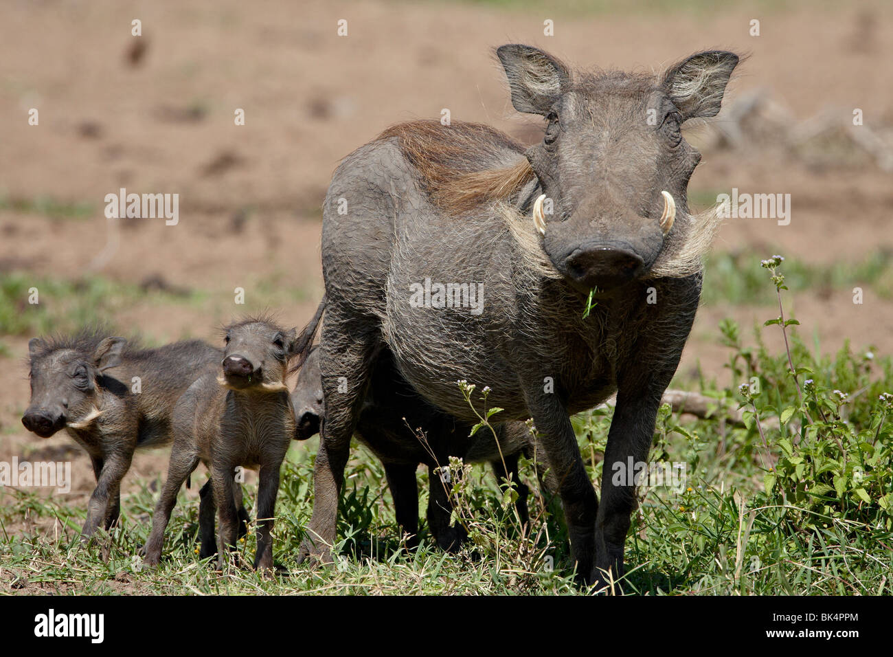 Baby Warthog Warthog Babies Make Debut At U.P. Zoo Mlive.com
