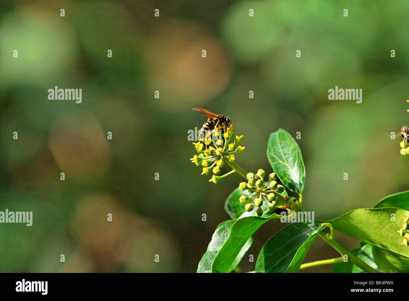 Wasp ( Mellinus Arvensis ) on Ivy Flower Stock Photo - Alamy