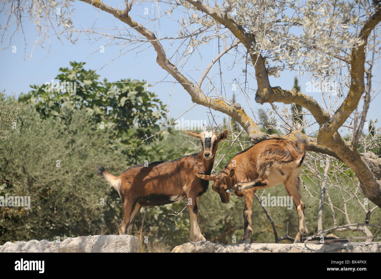 Goats in Greece Stock Photo - Alamy