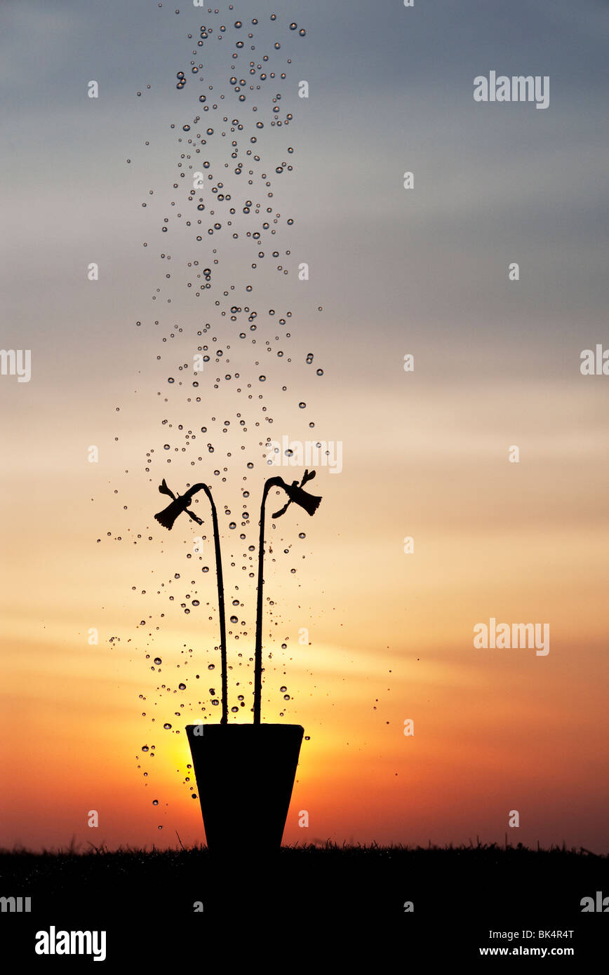 Water drops falling on daffodil flowers in a pot at sunrise silhouette ...