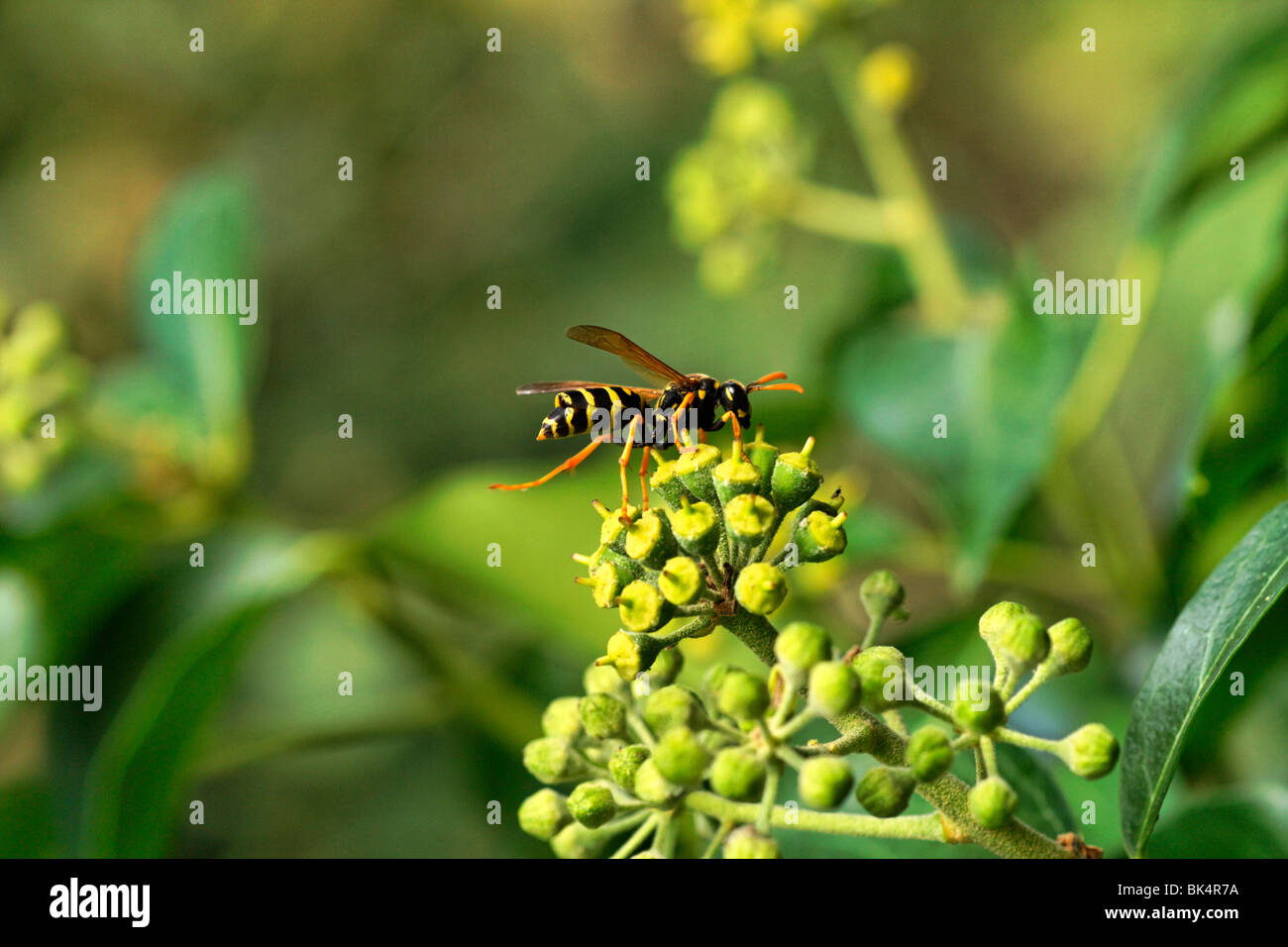 Ivy flower hi-res stock photography and images - Alamy