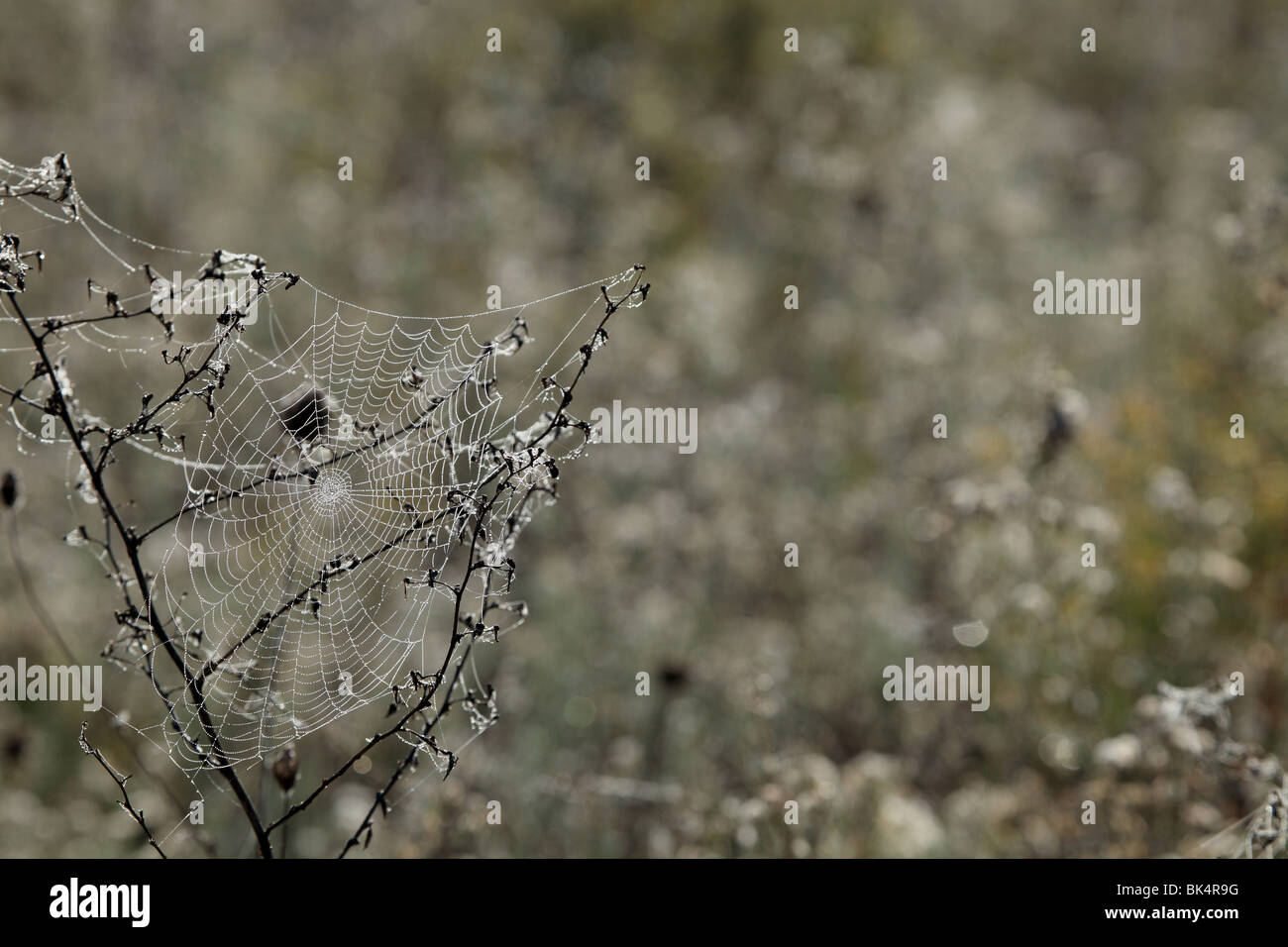 Detail of a spider web with water drops of an early autumn morning ...