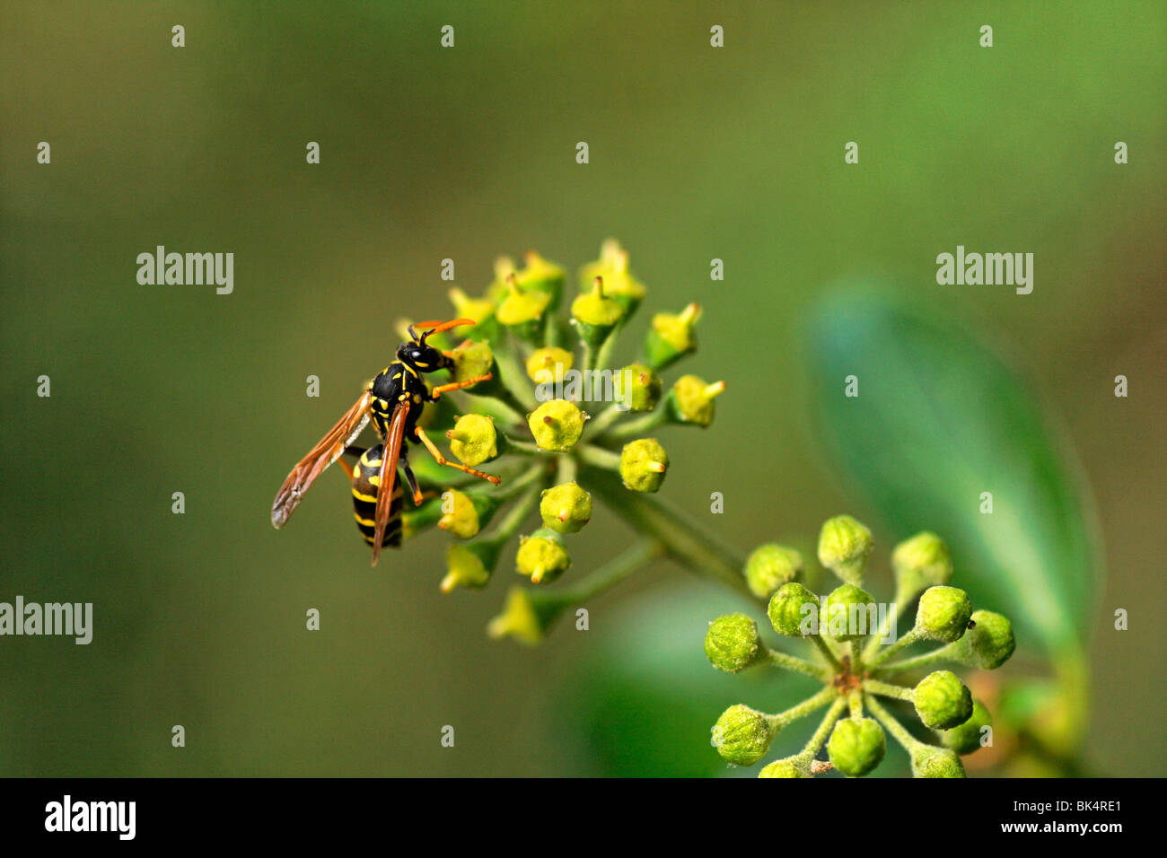 Ivy flower hi-res stock photography and images - Alamy