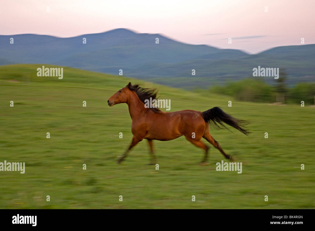 Side profile of a horse running in a field, Bristol, Addison County ...
