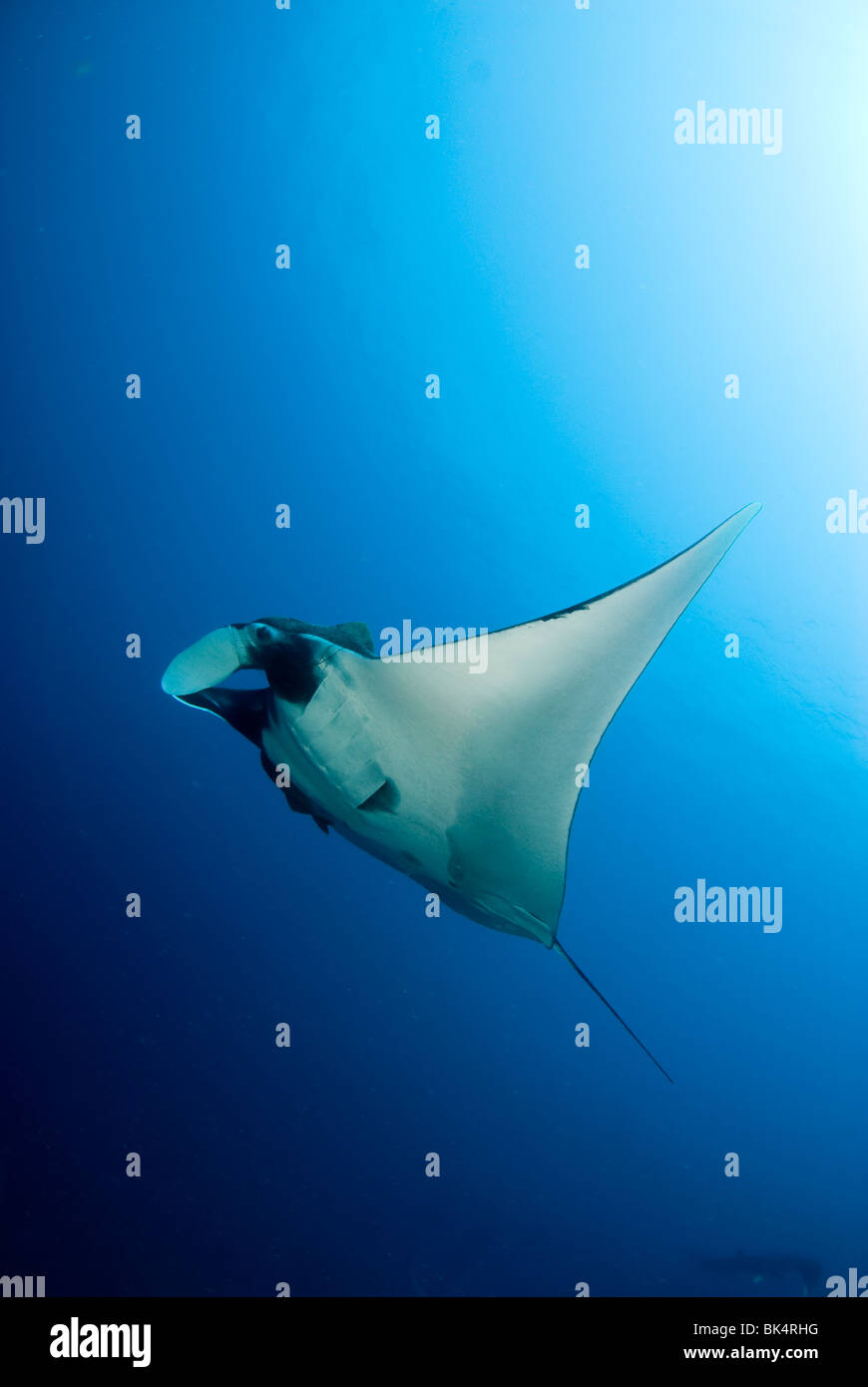 Manta ray, Mergui Archipelago, Burma, Andaman Sea, Indian Ocean Stock ...