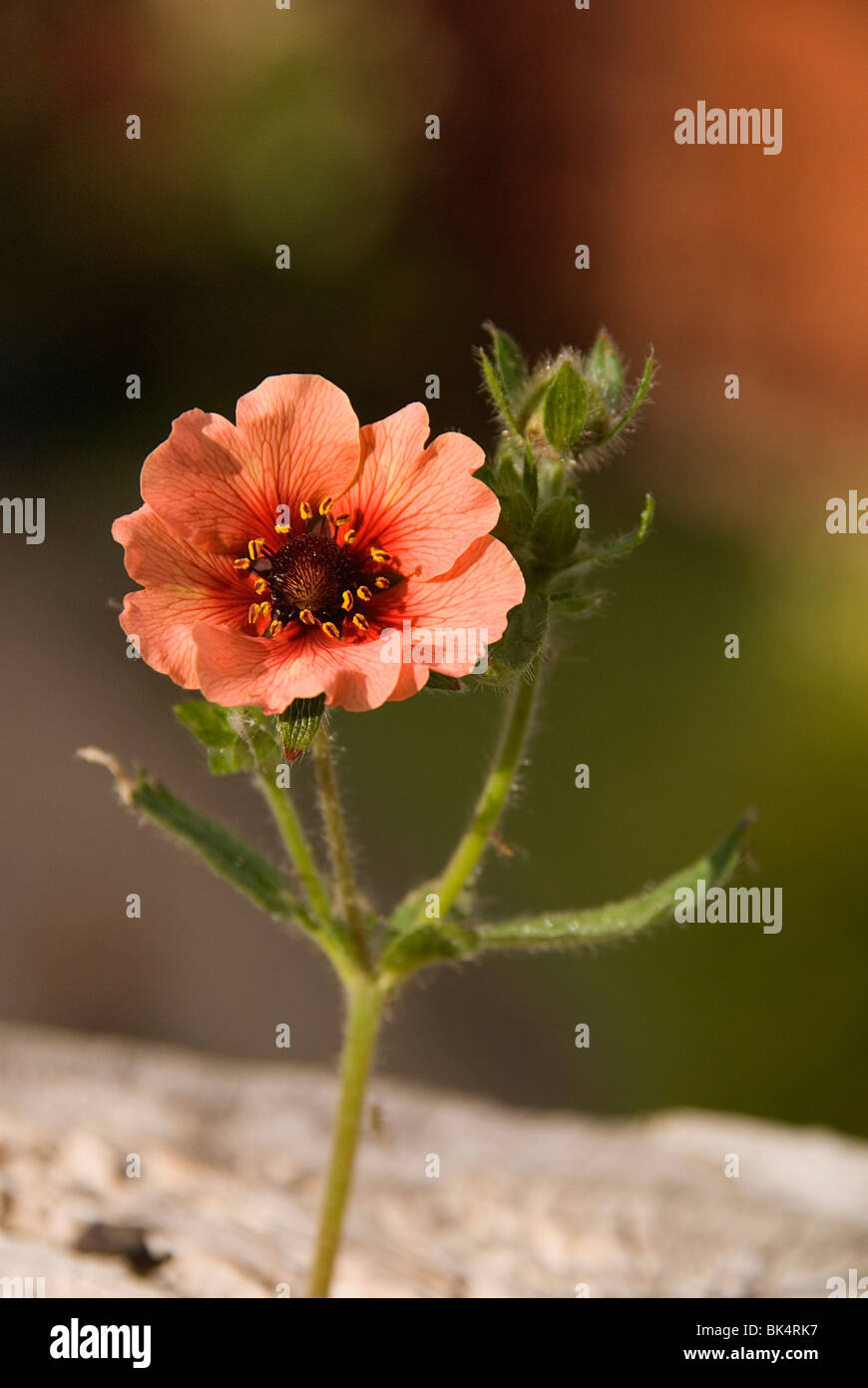 Perennial plats hi-res stock photography and images - Alamy