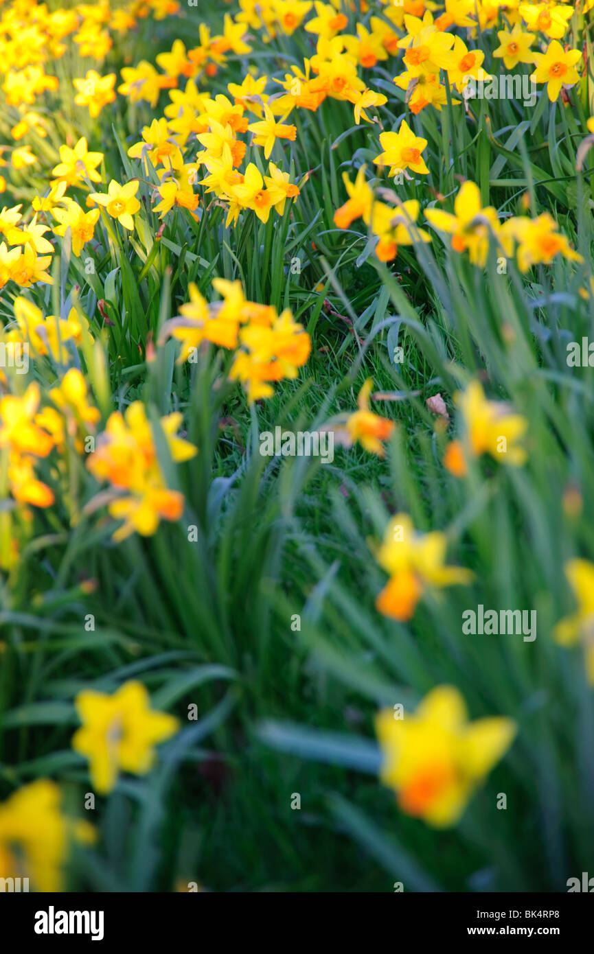 Lots of yellow daffodils in the springtime Stock Photo - Alamy