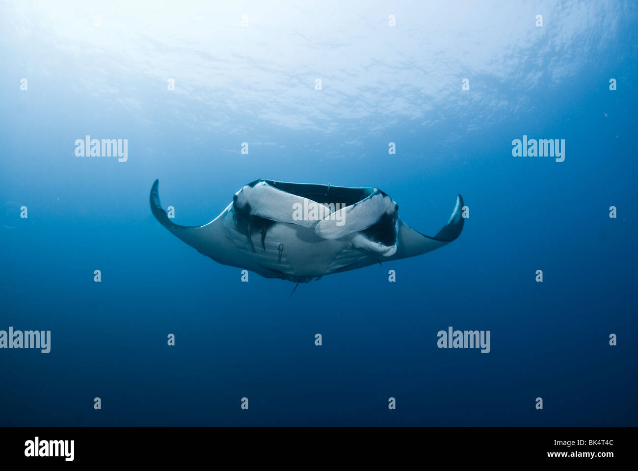 Manta ray, Mergui Archipelago, Burma, Andaman Sea, Indian Ocean Stock ...